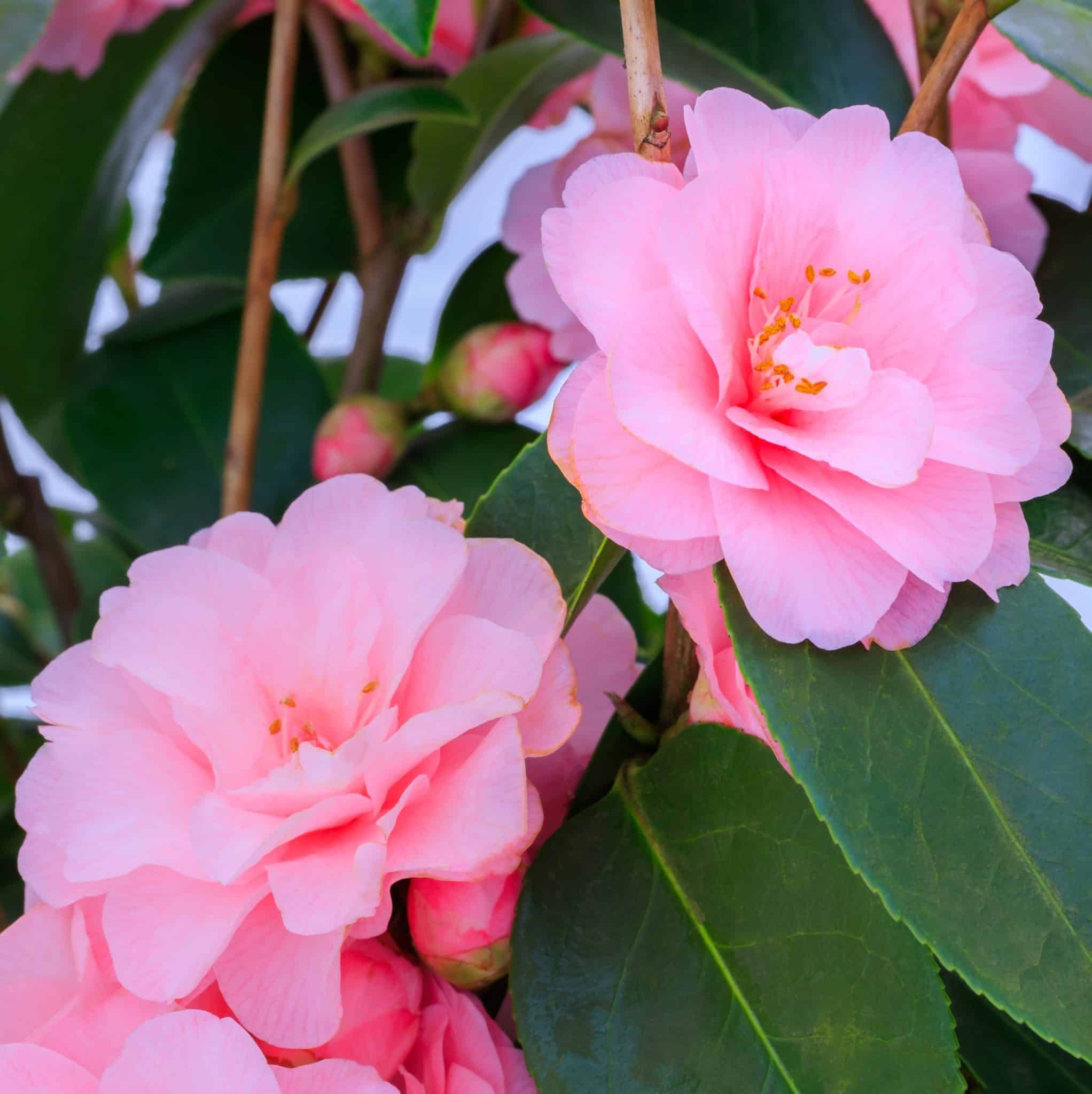 Bring A Spring Garden Straight Into Your Kitchen - Zeidler's Flowers