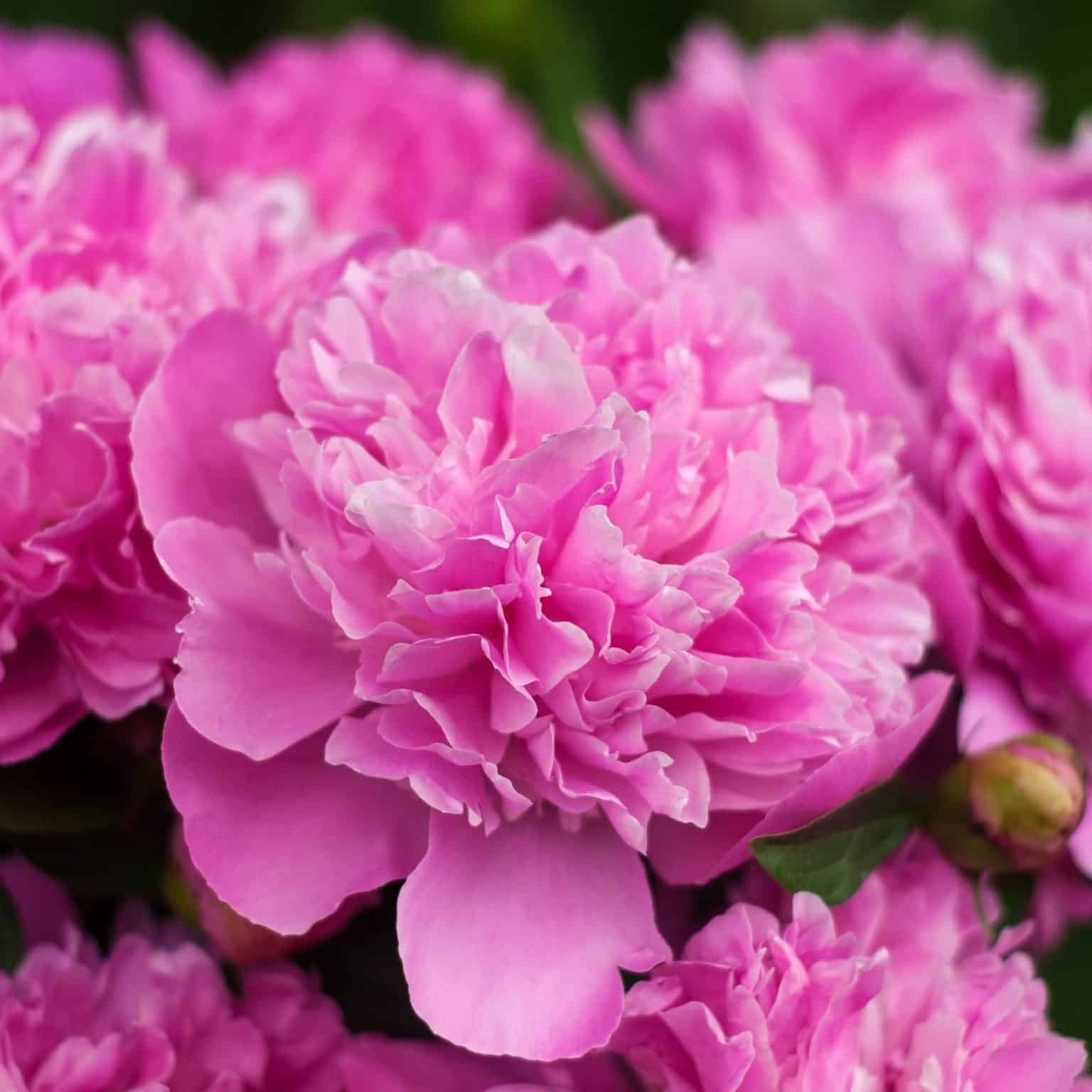 Bring A Spring Garden Straight Into Your Kitchen - Zeidler's Flowers